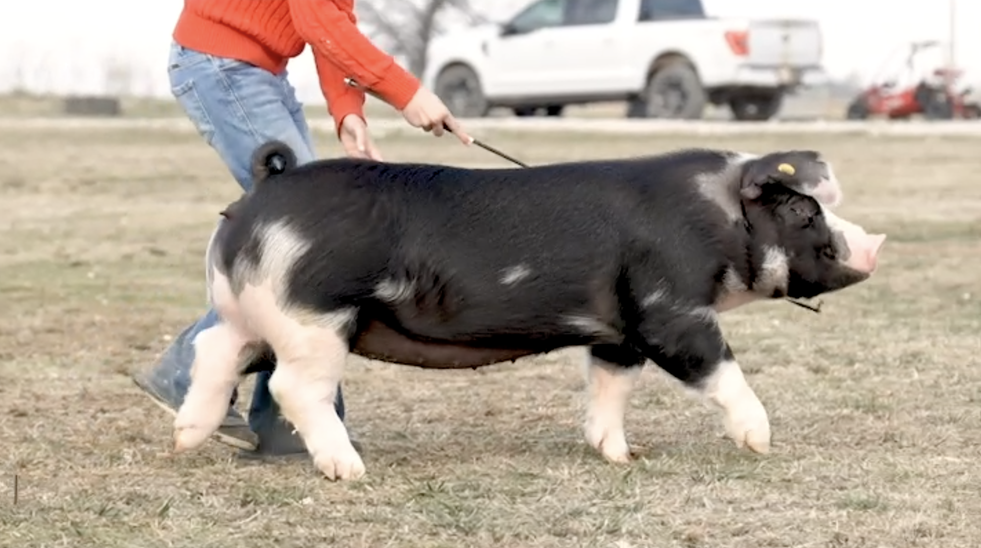 Feeding Tools | Lindner Show Feeds
