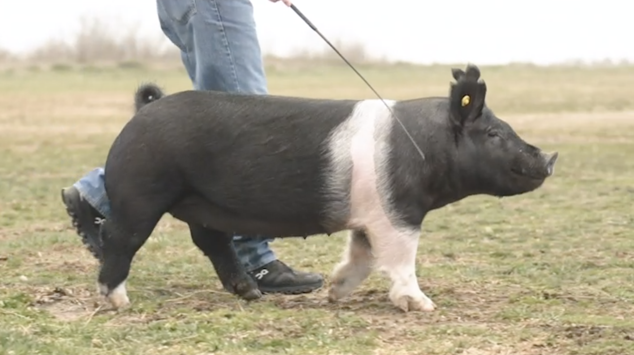 Feeding Tools | Lindner Show Feeds