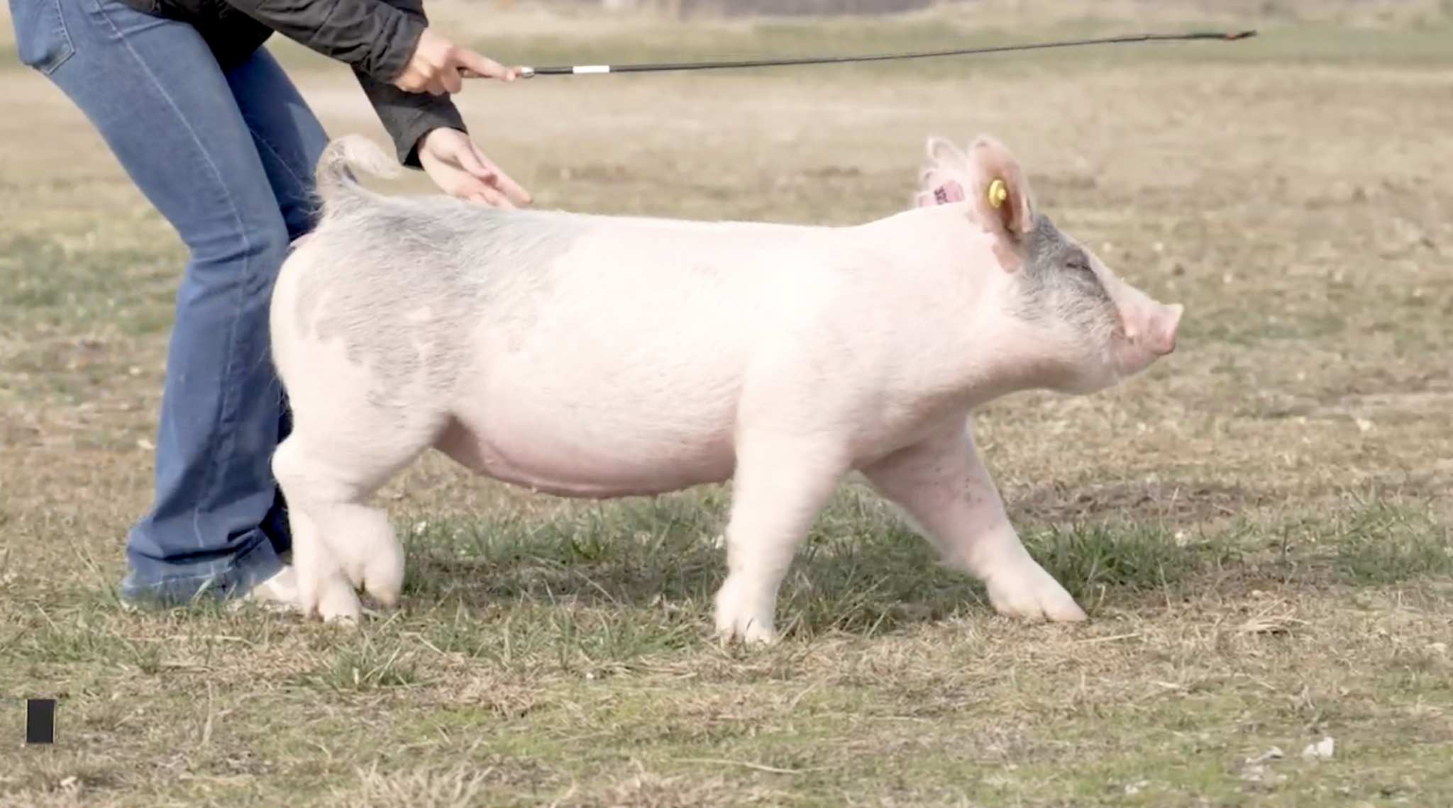 Feeding Tools | Lindner Show Feeds