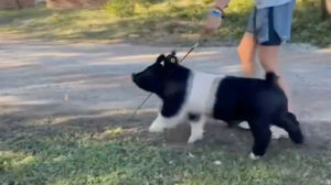 Feeding Tools | Lindner Show Feeds